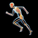 Bipedalism: The Science of Upright Walking Specialization [3 courses ...