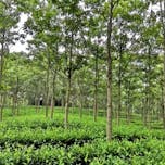 Agroforestry | Coursera