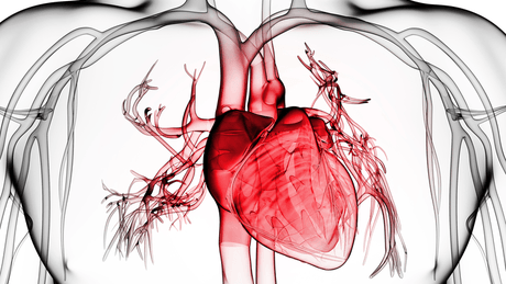 Vital Signs: Understanding What the Body Is Telling Us - University of ...